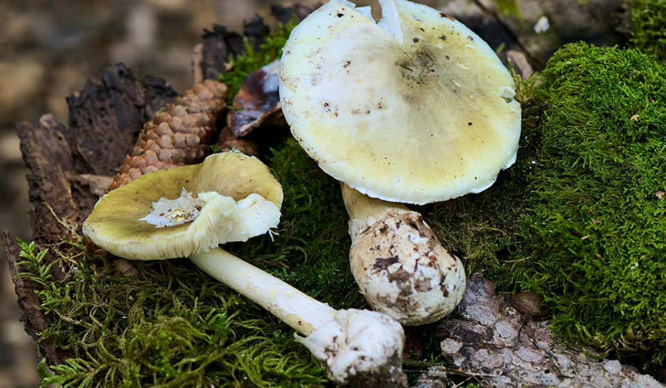 Attention à ne pas s’empoisonner - Le Courrier