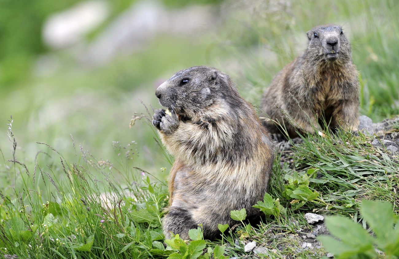 En 40 ans, les marmottes ont pris de la hauteur - Le Courrier